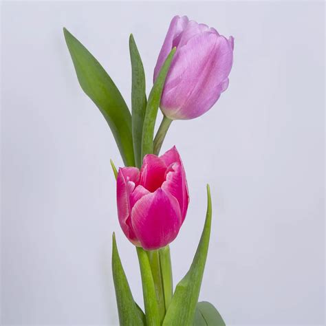 خرید گل لاله قیمت شاخه گل لاله طبیعی با ارسال فوری باختر