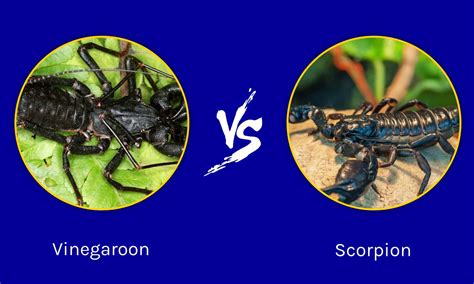 Vinegaroon Predators At Jo Perez Blog