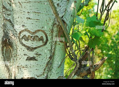 Heart Carved In Tree Close Up Stock Photo Alamy