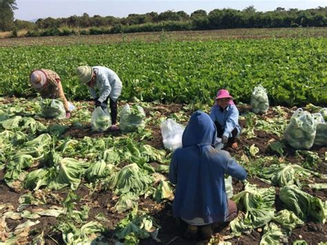 ករណី កសិករ ដាំ ស្ពៃ ម្នាក់ បរិច្ចាគ ស្ពៃ ទាំង ចំការ ព្រោះ ថ្លៃ ថោក ពេក ឥឡូវ មន្ទីរ កសិកម្ម រៀបចំ