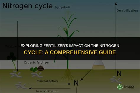 Exploring Fertilizers Impact On The Nitrogen Cycle A Comprehensive