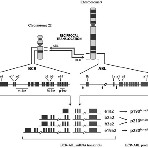 Alternative Splicing Patterns Exon Skipping Or Inclusion Download Scientific Diagram