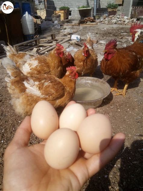 Düzenli hergün Yumurtlayan tavuk