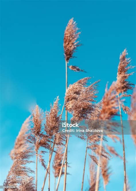 코타데리아 셀로나 바람에 이동 부드러운 식물의 추상적 인 자연 배경은 푸른 하늘 차분한 자연 배경을 통해 부드러운 초점 흐린 배경 0명에 대한 스톡 사진 및 기타 이미지