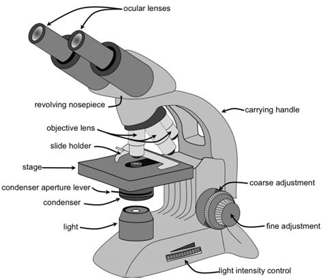 22 Parts Of A Microscope With Their Function And Labeled Diagram