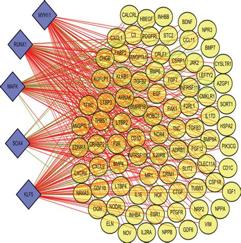 Tf Regulatory Network A The Differentially Expressed Tfs Between Hcm