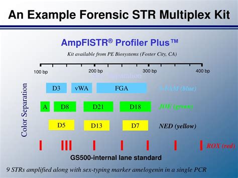 PPT The Prospect For More Than Commonly Used STR Tetranucleodide Loci In Forensic Settings