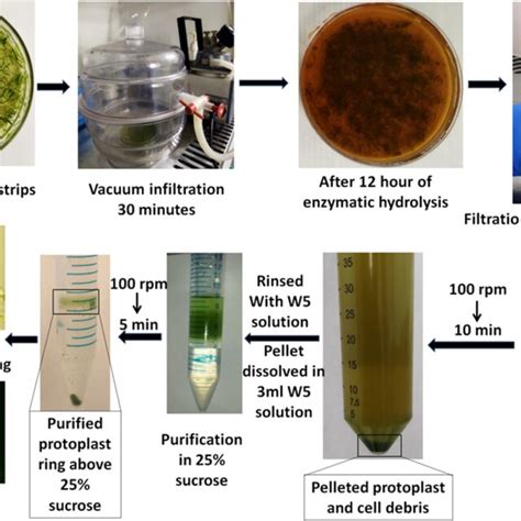 Standardised Procedure For Isolation Of Protoplast From Tea Leaf