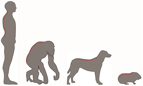 Supplementary Figure S1 Presentation Of The Morphometry Of The Spinal Download Scientific