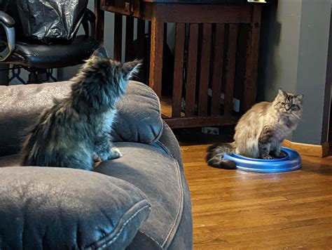 Added A Third Cat So We Officially Have A Clowder Rmainecoons