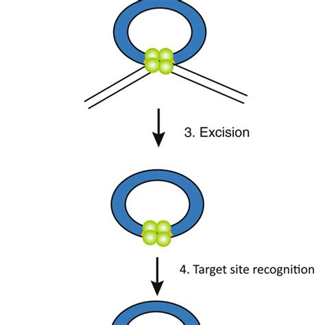Models Of Replicative Transposition A After Replication The