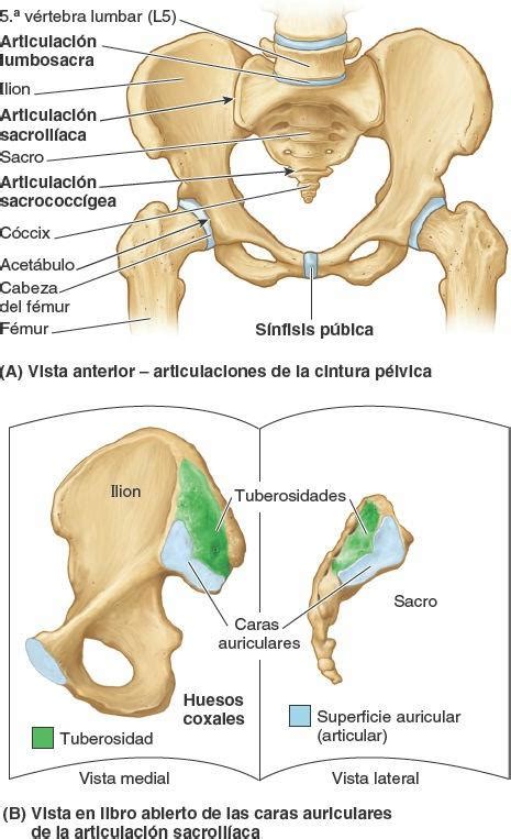 Anatomía De La Cintura Pélvica Mini Resumen De Las Partes De La