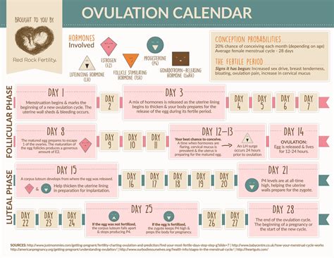 Understanding Ovulation Artofit