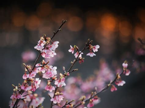 桜 2024 9 GANREF