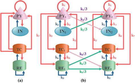 Original And Coupled Thalamocortical Model Diagrams A A Download