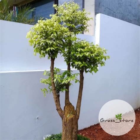 Jual Tanaman Hias Anting Putri Bibit Pohon Bonsai Anting Putih Pohon Hias Murah Shopee