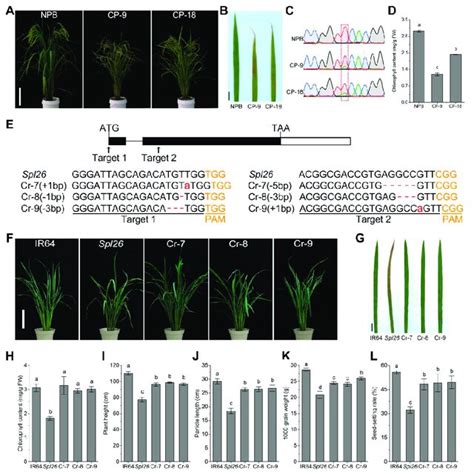 Reverse Functional Complementation And Characterization Of Reverse Download Scientific Diagram