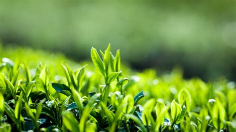 山太阳绿色茶叶素材 山太阳绿色茶叶图片 山太阳绿色茶叶设计模板 昵图网
