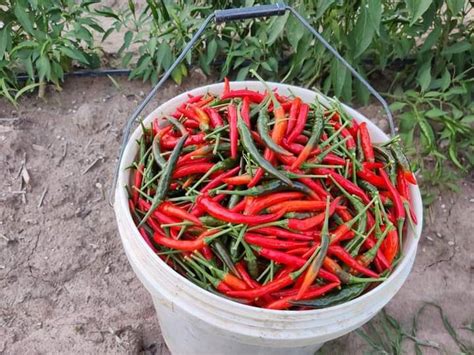 ចាប់ពីខែមករា ដល់ខែមិថុនា ឆ្នាំ២០២៣នេះ ម្ទេសស្រស់មានតម្លៃប្រែប្រួលចន្លោះពី ៤០០០រៀល ទៅ ៩០០០រៀល