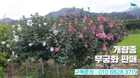 신바람 플랜트 협력농가 판매상품 나무장터com 개량종무궁화 판매합니다 Youtube