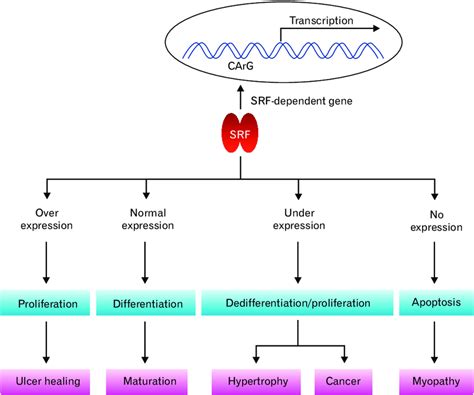 Multi Phenotypic Role Of Serum Response Factor Srf In The Digestive