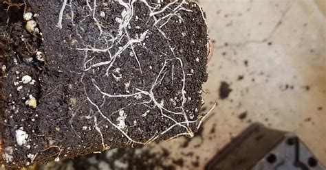 Clone Test Album On Imgur
