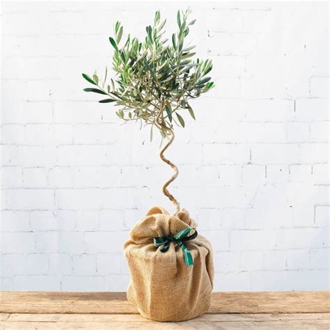 Sycamore Trees Facts And Information