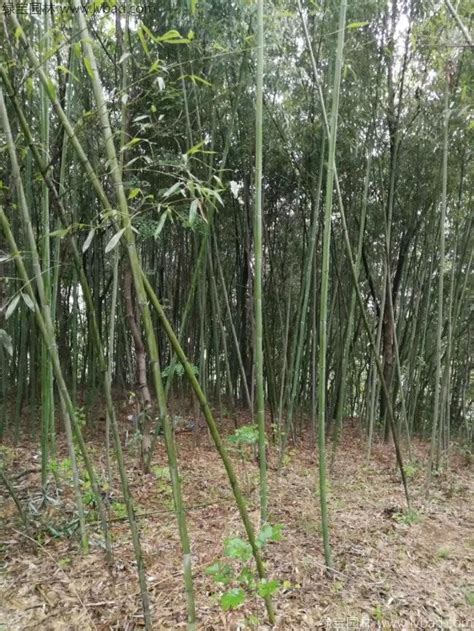 青竹多少钱一棵 绿宝园林网