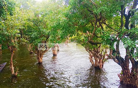 বর্ষায় চোখজুড়ানো টাঙ্গুয়ার হাওর