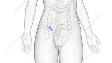 Female Appendix Illustration Stock Image F038 1655 Science Photo Library