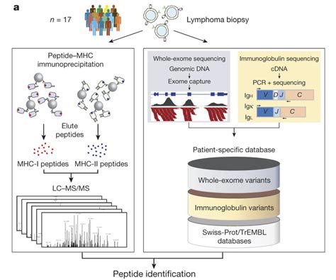 De Novo Sequencing Mass Spectrometry Service Mtoz Biolabs