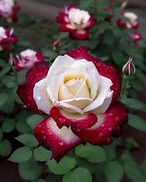 What Are The Similarities And Differences Between Python List And Strings By Nikhil Pandey