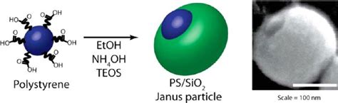Cps−silica Janus Particles Are Formed When Carboxylated Polystyrene Download Scientific Diagram