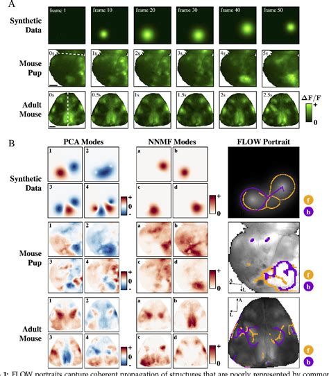 Figure 1 From Go With The Flow Visualizing Spatiotemporal Dynamics In Optical Widefield Calcium