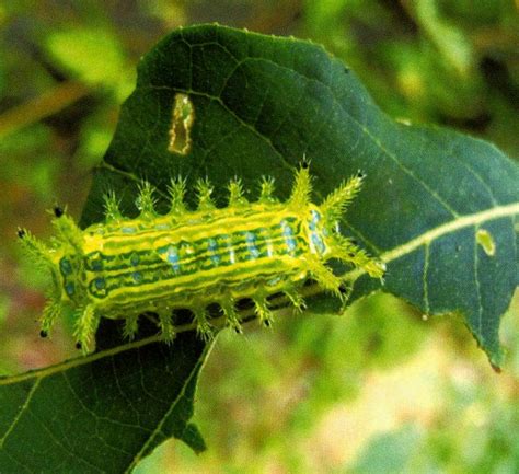 双齿绿刺蛾 江西林业有害生物 图片