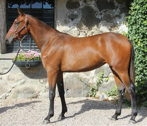 Ebony Brodda Menhammar Onlinesales