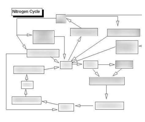 Nitrogen Cycle Diagram Quizlet