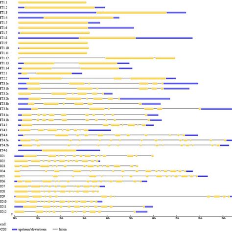 Exon Intron Structures Of Pht Genes In Populus The Exon Intron Download Scientific Diagram