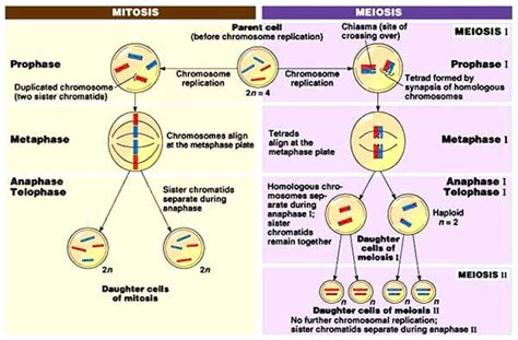 Difference Between Anaphase Of Mitosis And Anaphase 1 Of Meiosis QS Study