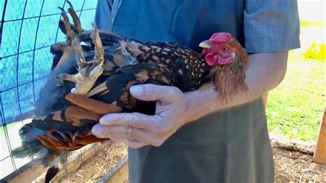 How To Sex Chickens Youtube