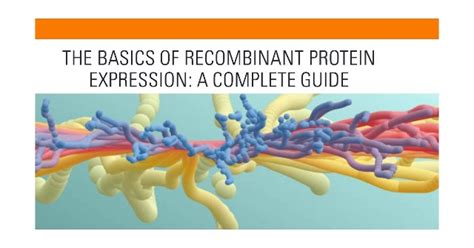 The Basics Of Recombinant Protein Expression A Complete Guide Biomatik