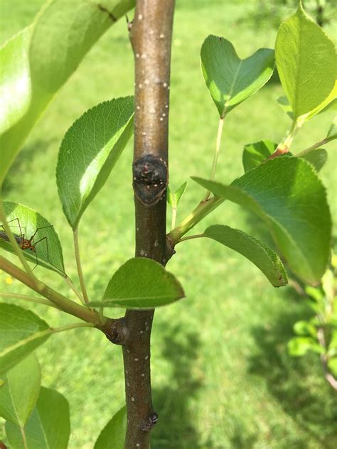 Fire Blight Pear Tree Fedtews
