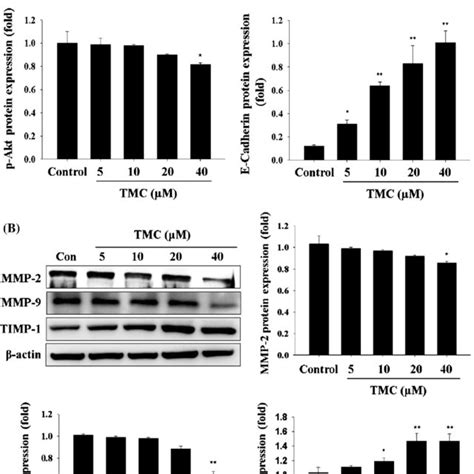 Inhibition Effects Of Tmc On Expression Of Proteins Involved In Download Scientific Diagram