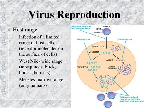 PPT Genetics Of Viruses PowerPoint Presentation Free Download ID 1933043