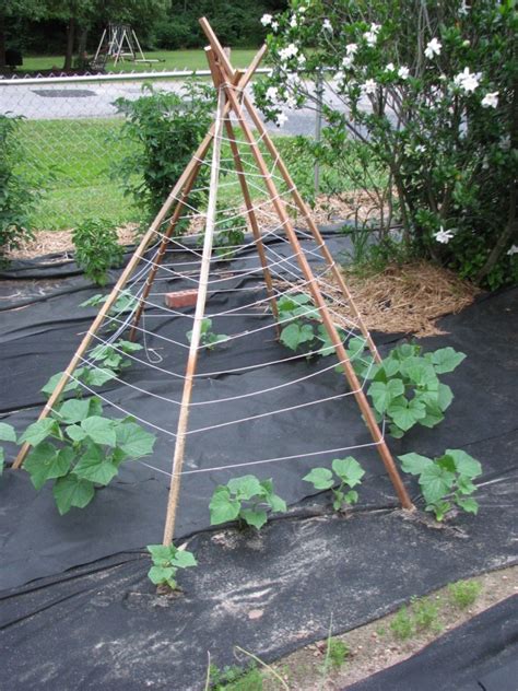 23 Functional Cucumber Trellis Ideas Guaranteed To Boost Your Harvest