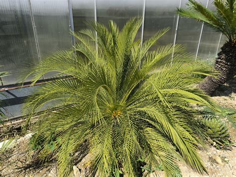 Vente De Plants De Macrozamia Moorei Cycadales