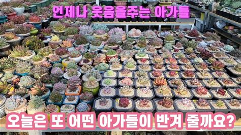 다육이 언제나 날위해 웃음을주는 소중한 반려식물 정성사랑이쁜다육이 묵둥이 국민이 창 다육식물 Youtube