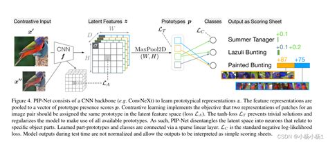 Pip Net：用于可解释图像分类的基于patch的直观原型pipnet Csdn博客