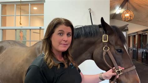 How To Massage Your Horses Masseter Cheek Muscle Youtube