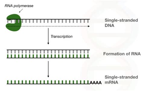 Comparison Between DNA Polymerase Vs RNA Polymerase